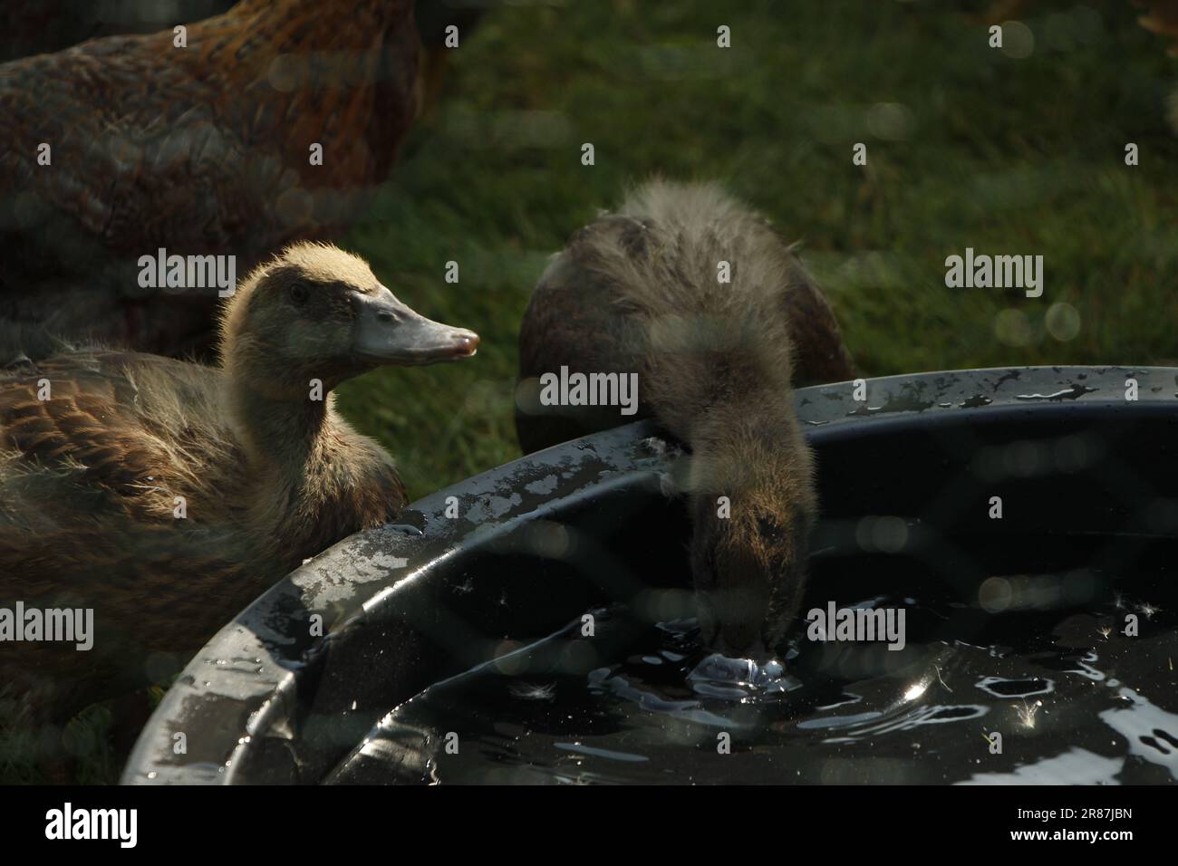 Ducks Drinking on the Farm Stock Photo - Alamy