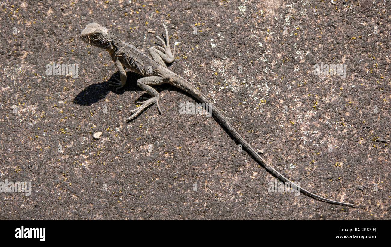The tiny juvenile lizard harmonizing with the rock in Lane Cove ...