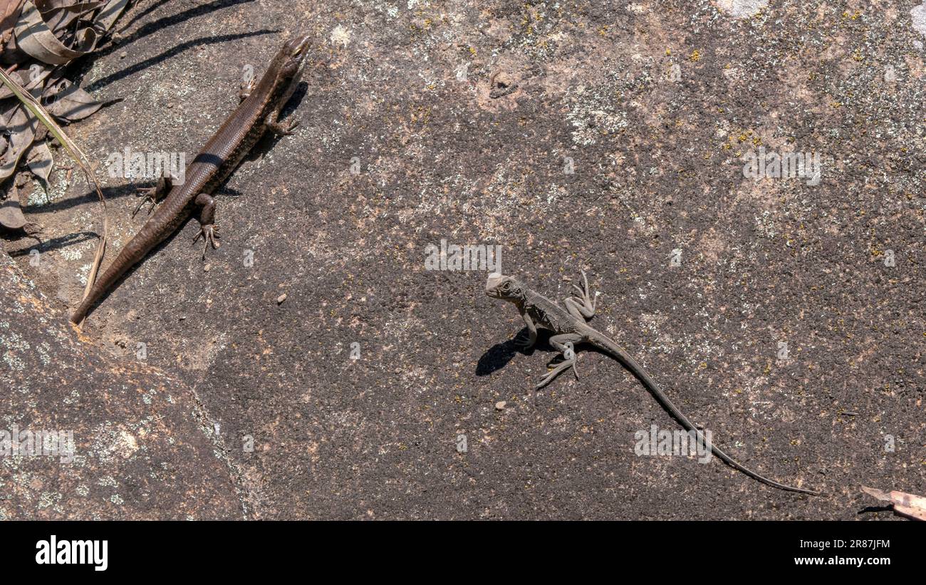 The two lizards on a rock in Lane Cove National Park, Sydney, NSW ...