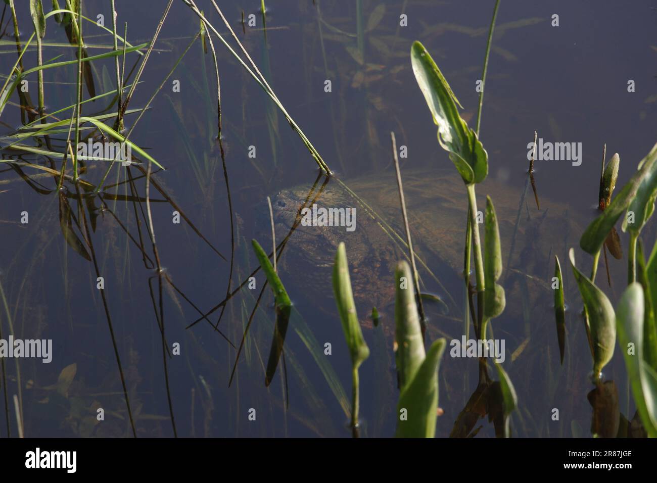 Snapping turtle farm hi-res stock photography and images - Alamy