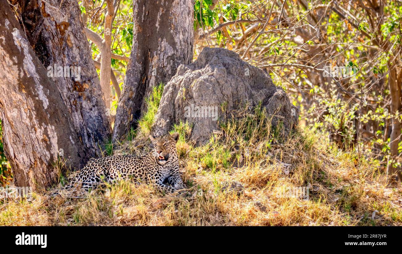 A beautiful adult female leopard (Panthera pardus) rests beside a ...