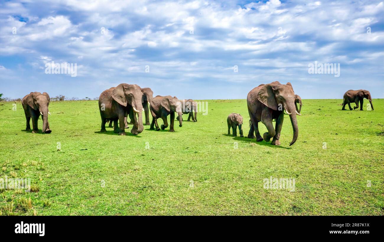 A herd of wild African elephants (Loxodonta africana), marches across ...
