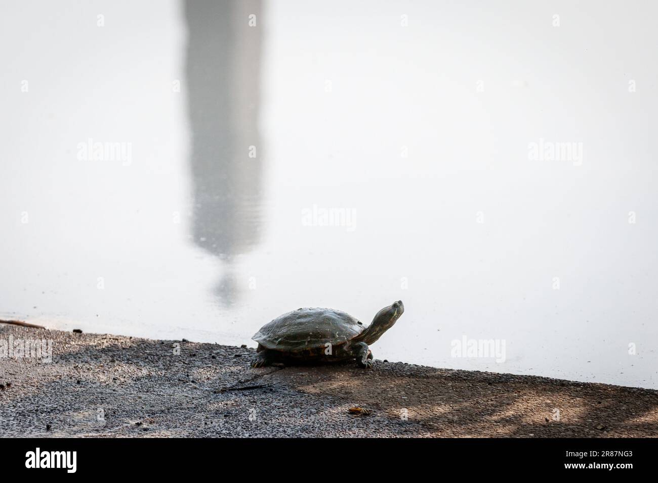Washington, United States. 19th June, 2023. A turtle rests on the Tidal ...