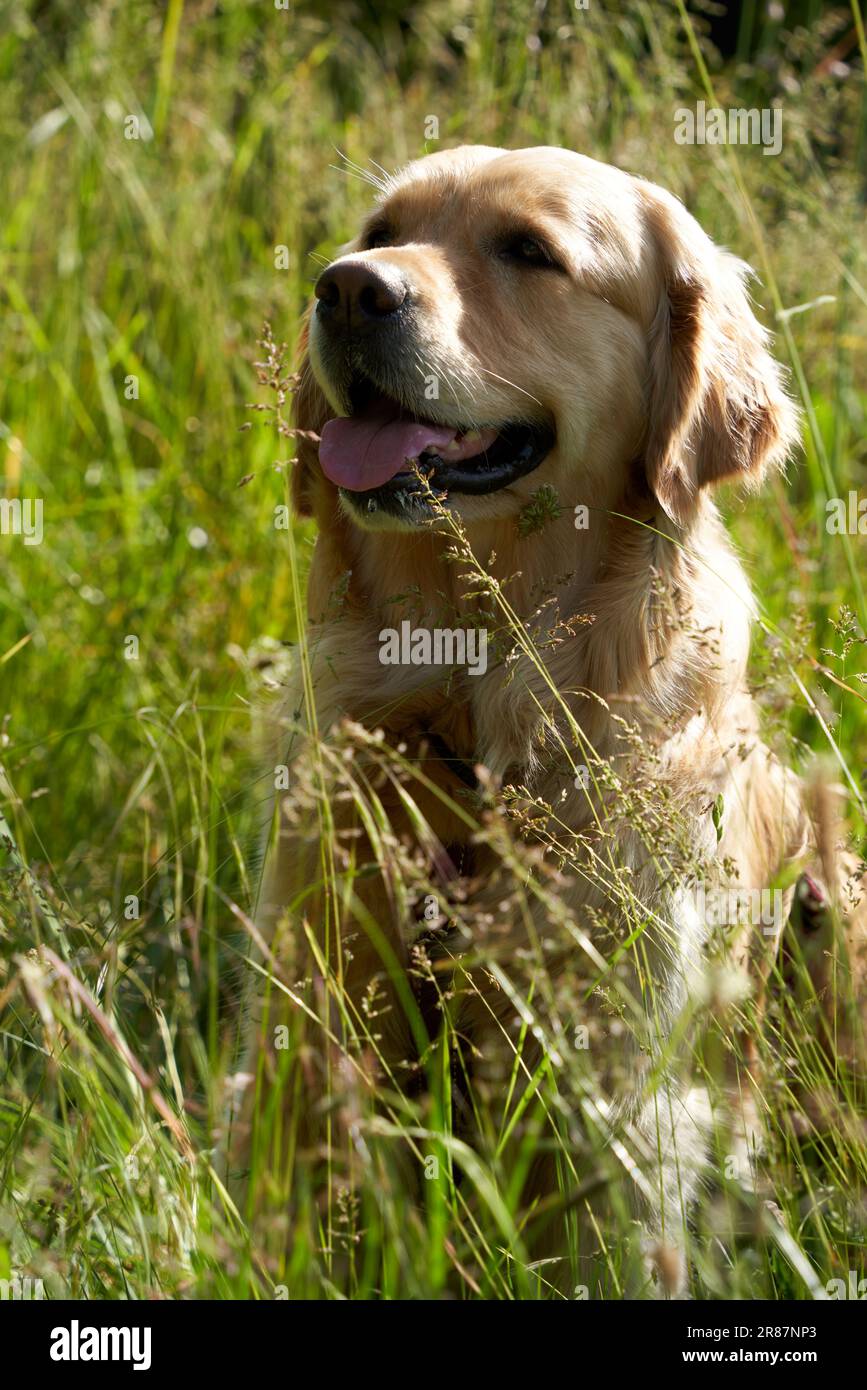 Field exploring labrador hi-res stock photography and images - Alamy