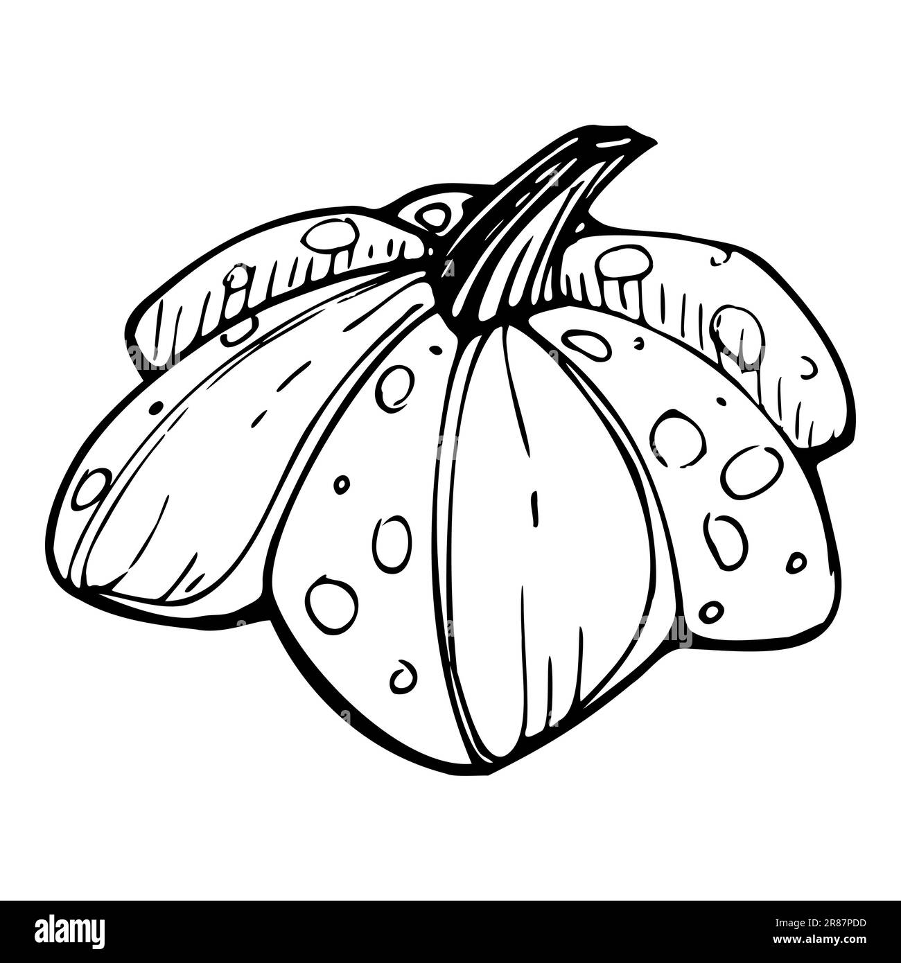 Hand drawn ink vector pumpkin gourd squash. Sketch illustration art for ...