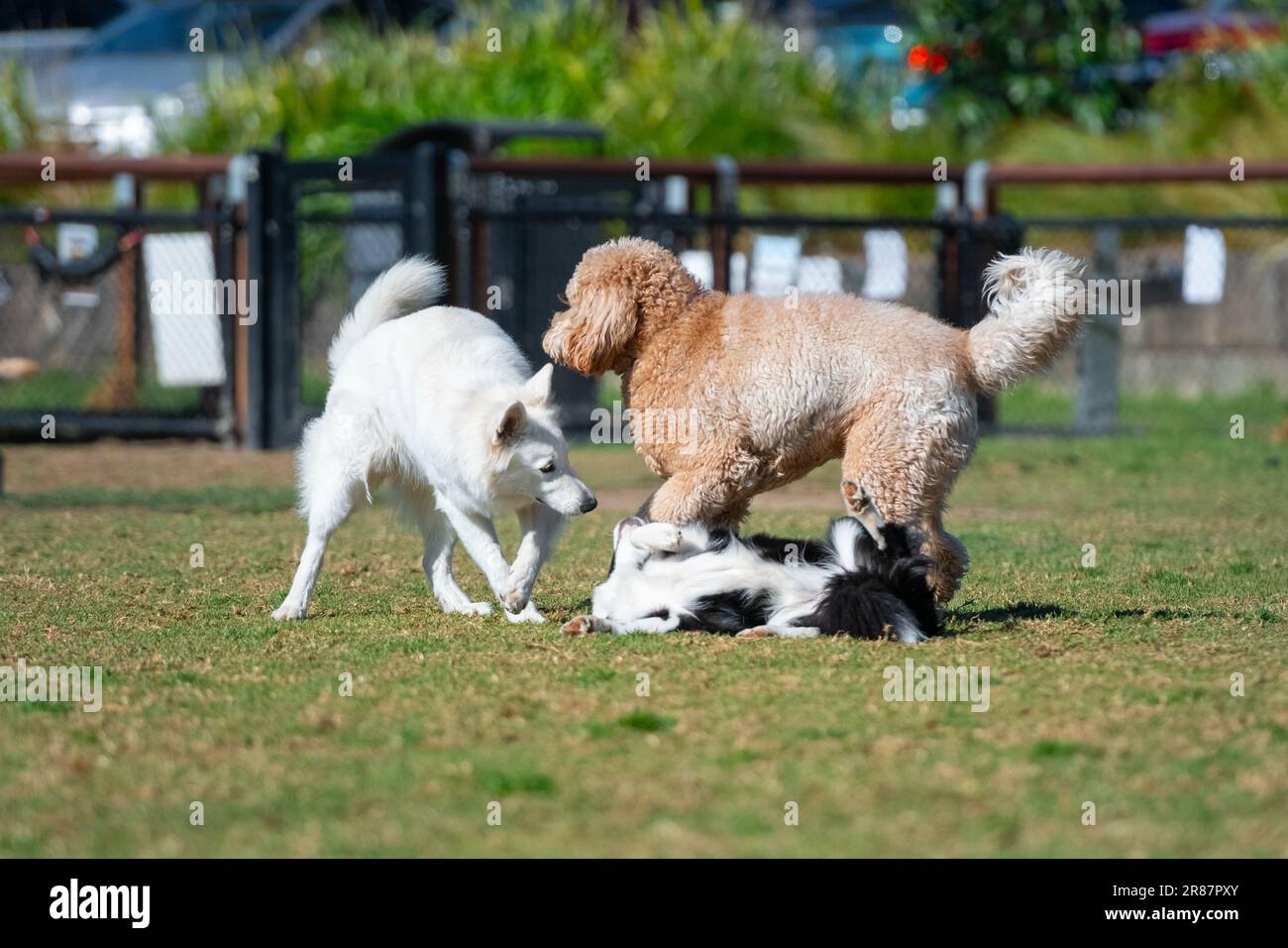 Dog breeds together park hi-res stock photography and images - Alamy