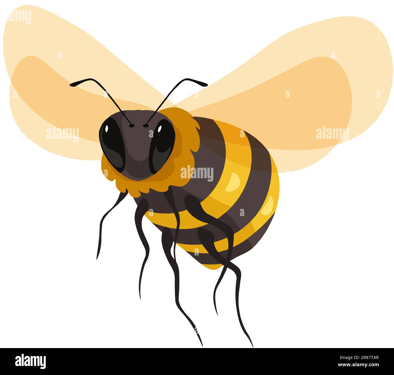 Bee portrait, honeybee insect with wings vector Stock Vector Image ...