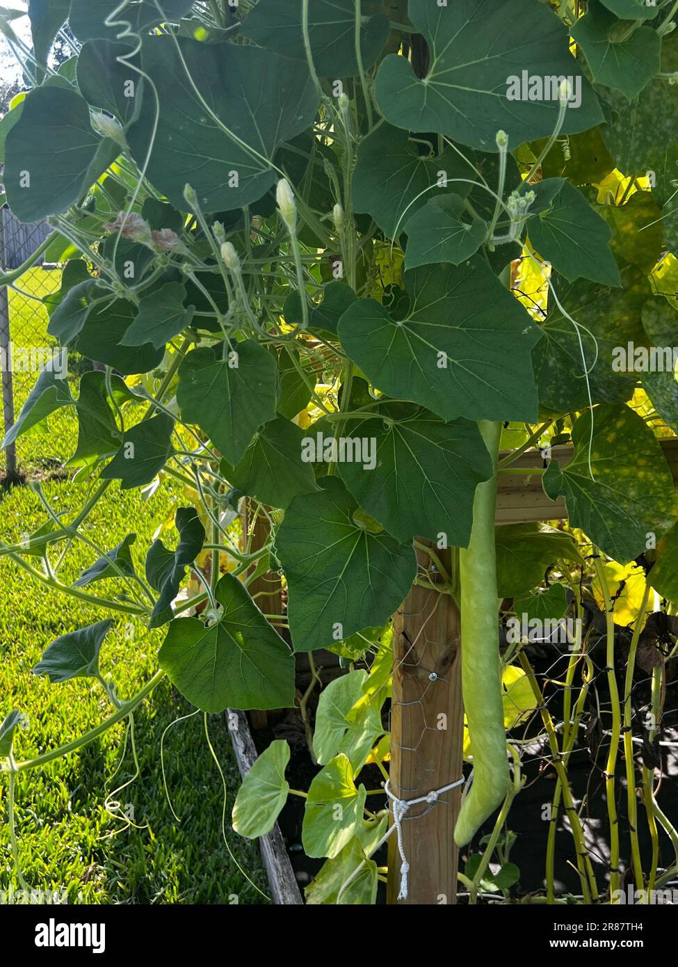 Cucuzza Italian Sicilian longa squash growing on the vine Stock Photo ...