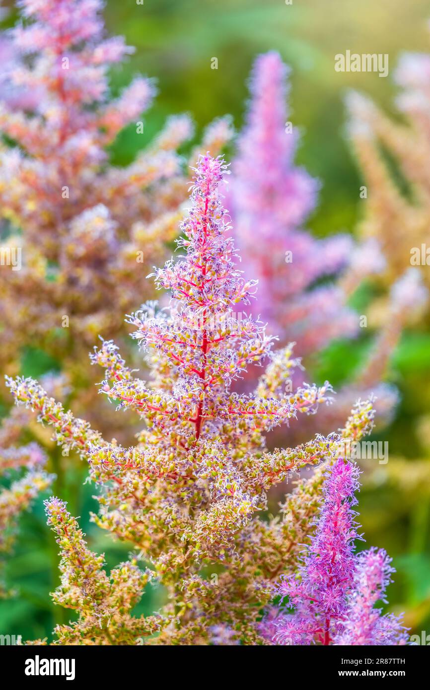 Chinese astilbe, Astilbe chinensis pumila, pink flowers in garden. It ...