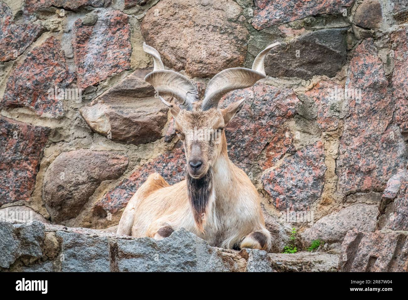 Close-up portrait of Markhor, Capra falconeri, wild goat native to ...