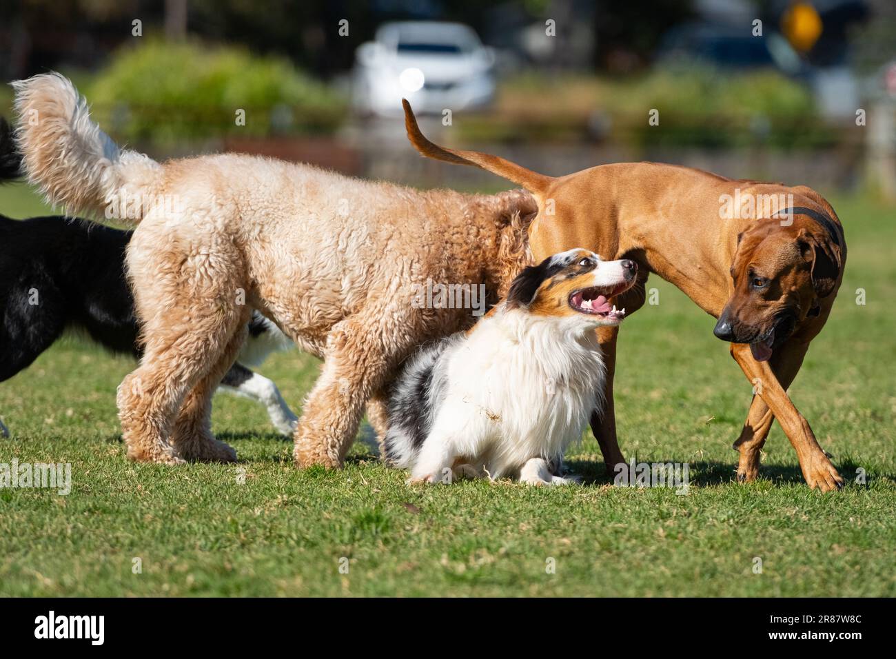 Group of dogs, different breeds, play in the park on a green grass ...