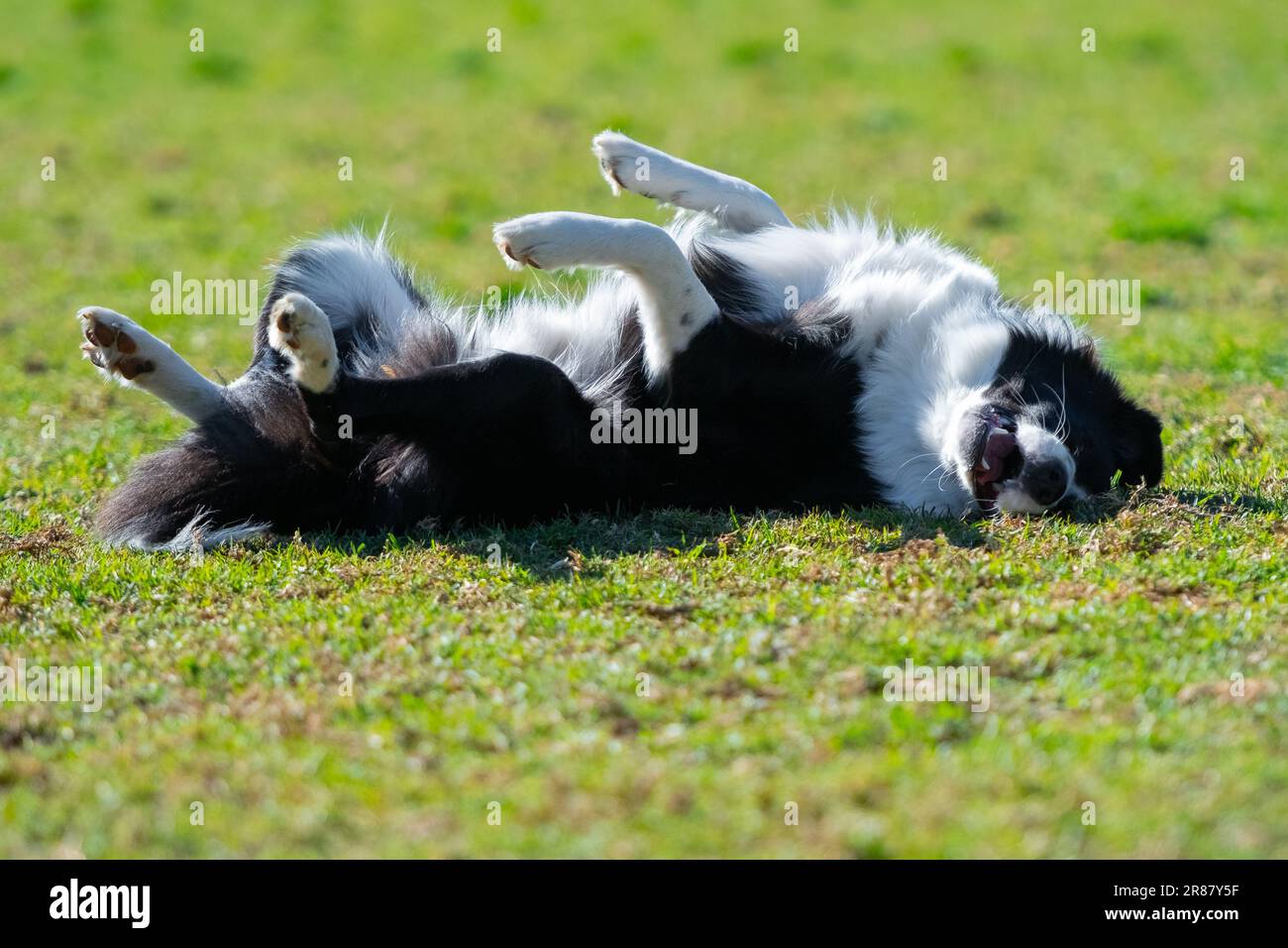 Border collie back hi-res stock photography and images - Alamy