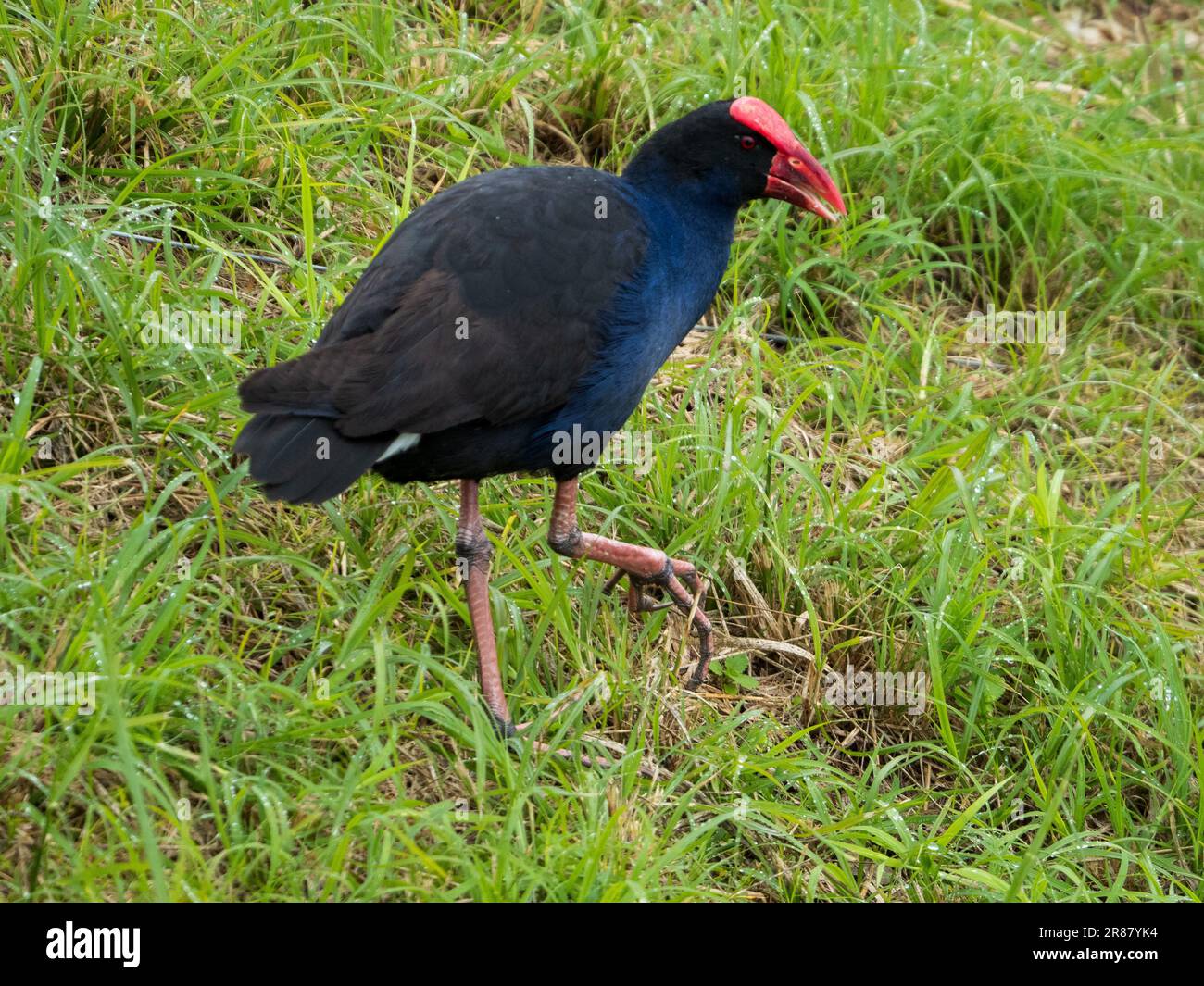 Bird, A Purple Swamphen with blue and black feathers walking in the ...