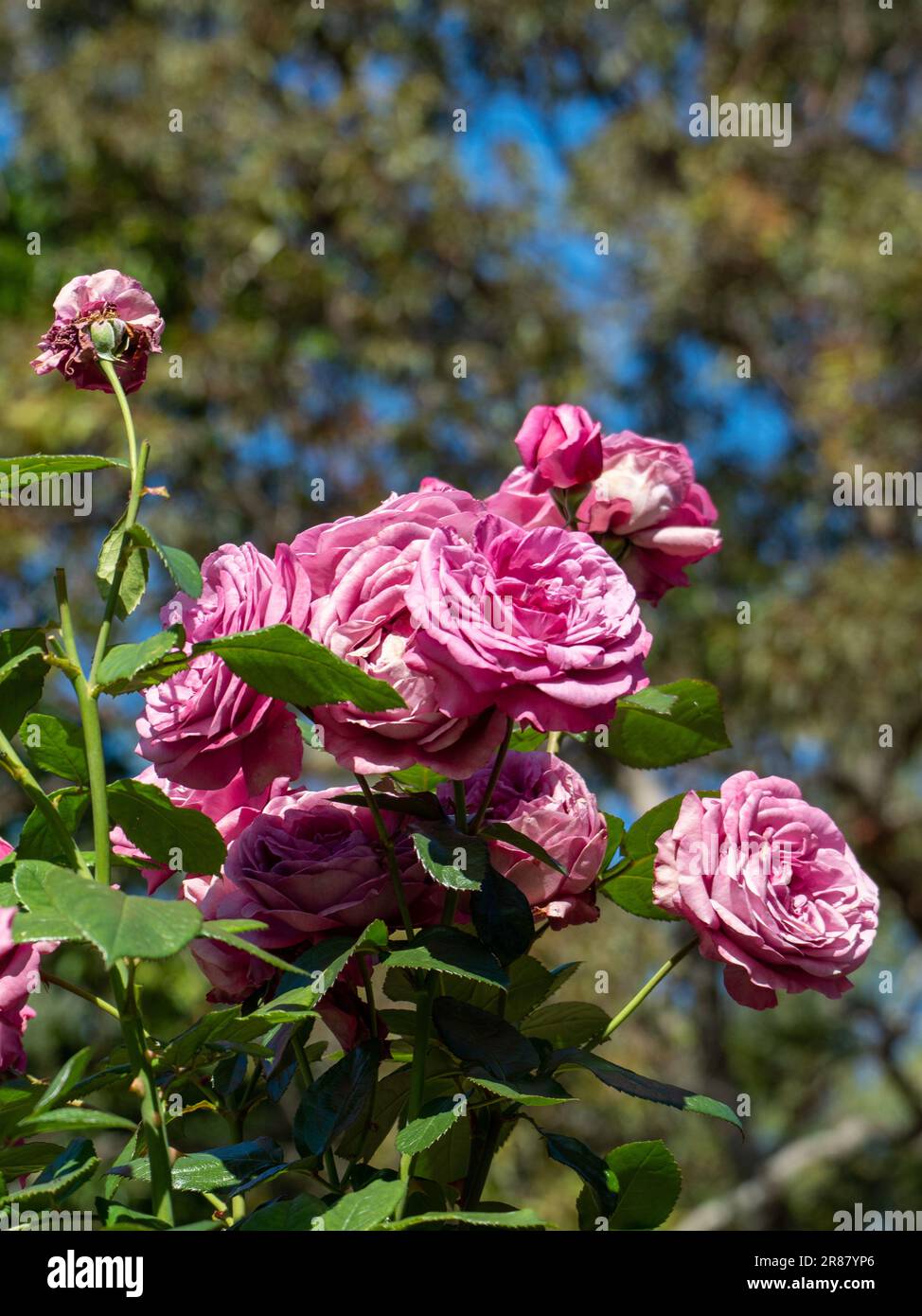 Gorgeous mass flowering of pink mauve roses in an Australian garden ...