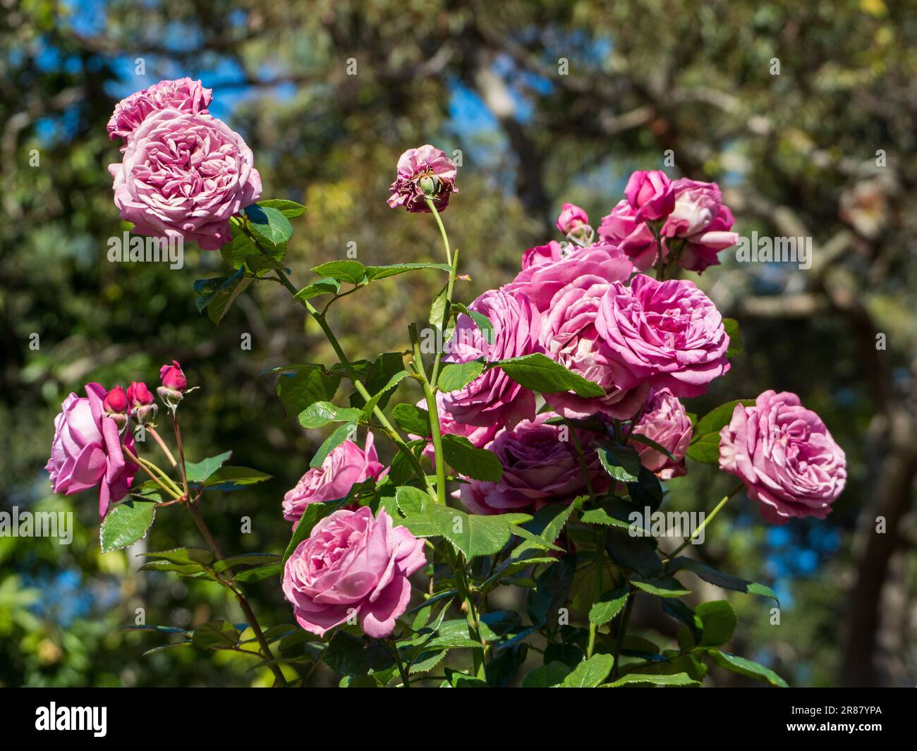 Gorgeous mass flowering of pink mauve roses in an Australian garden ...