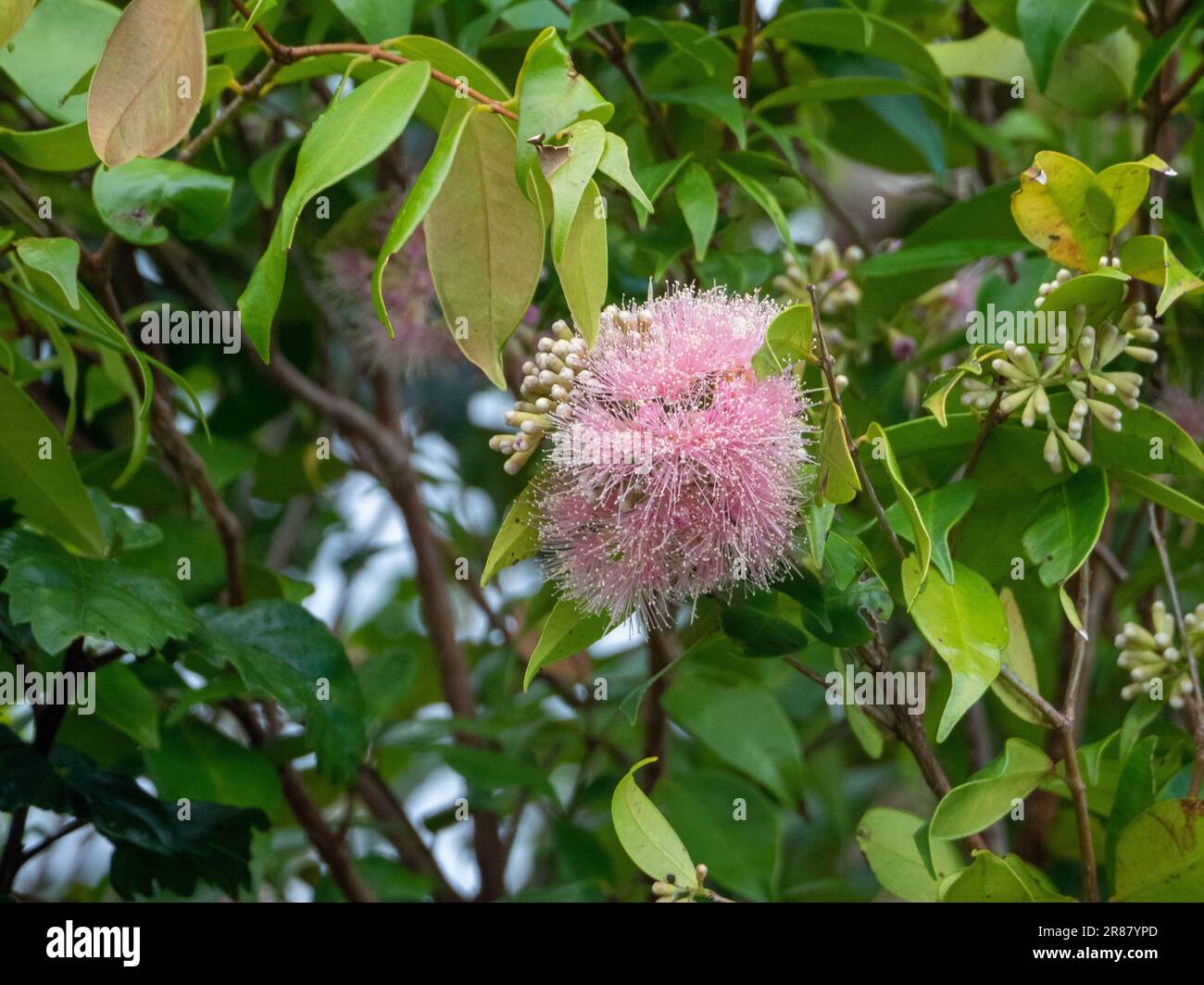 Syzygium cascade hi-res stock photography and images - Alamy