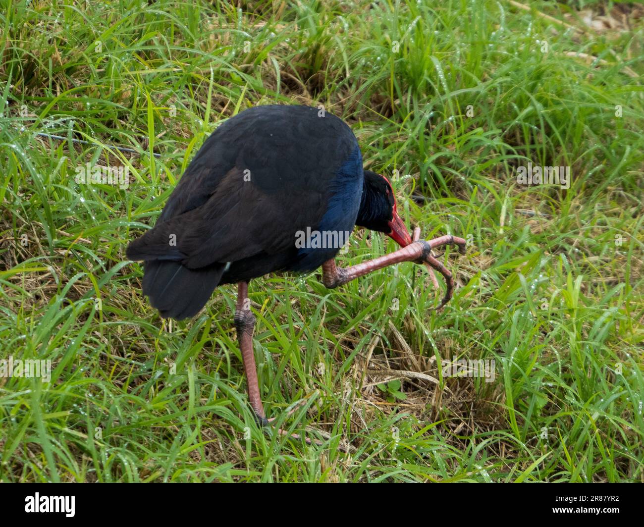 Long legs and elongated toes hi-res stock photography and images - Alamy