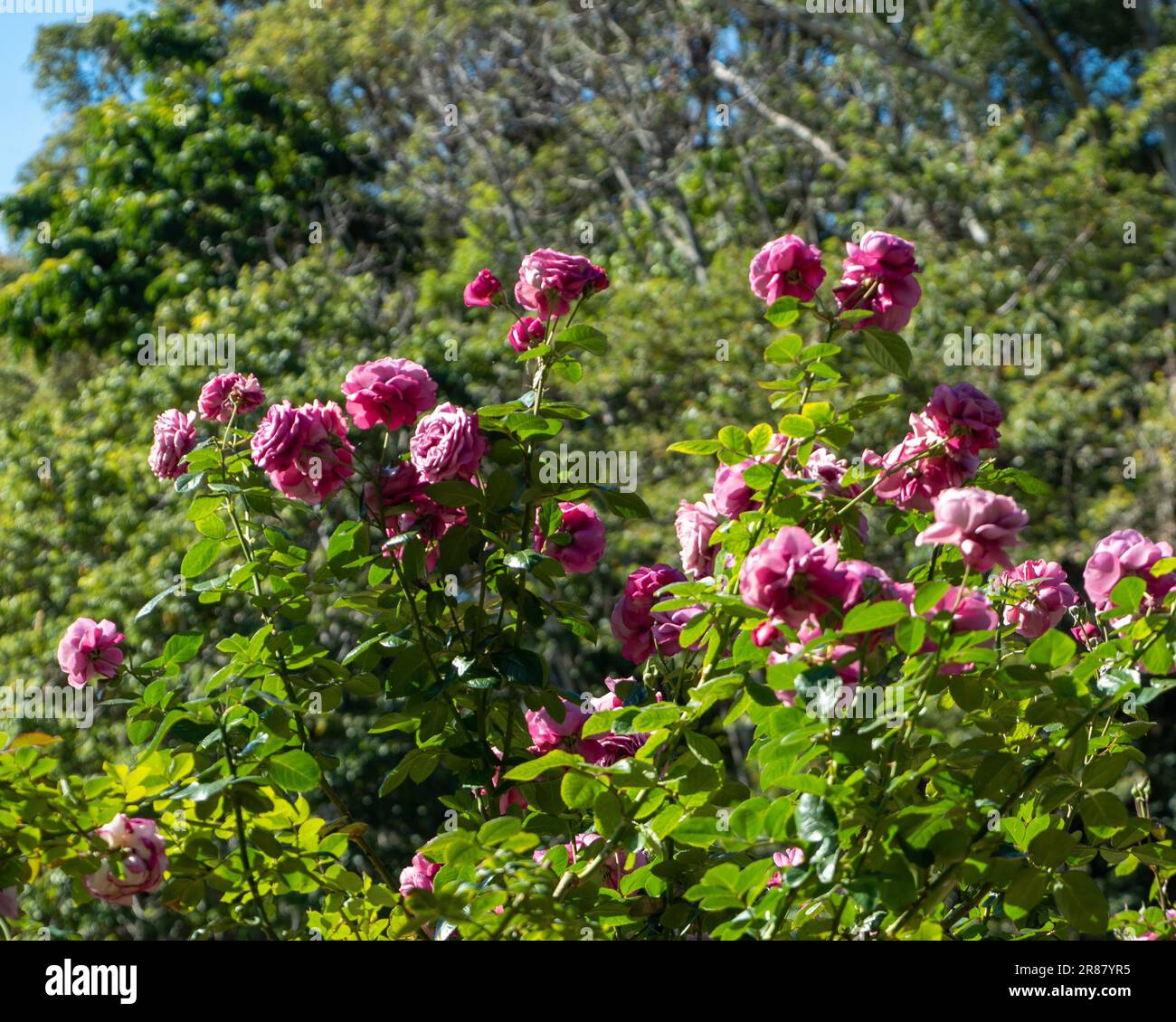 Mauve color roses hi-res stock photography and images - Alamy