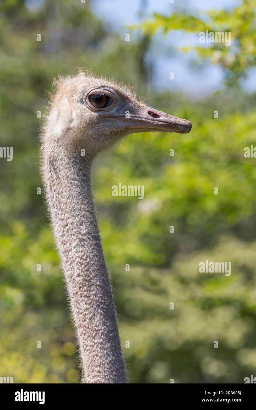 Red-necked Ostrich [ Struthio camelus camelus ] in Paignton Zoo, Devon ...