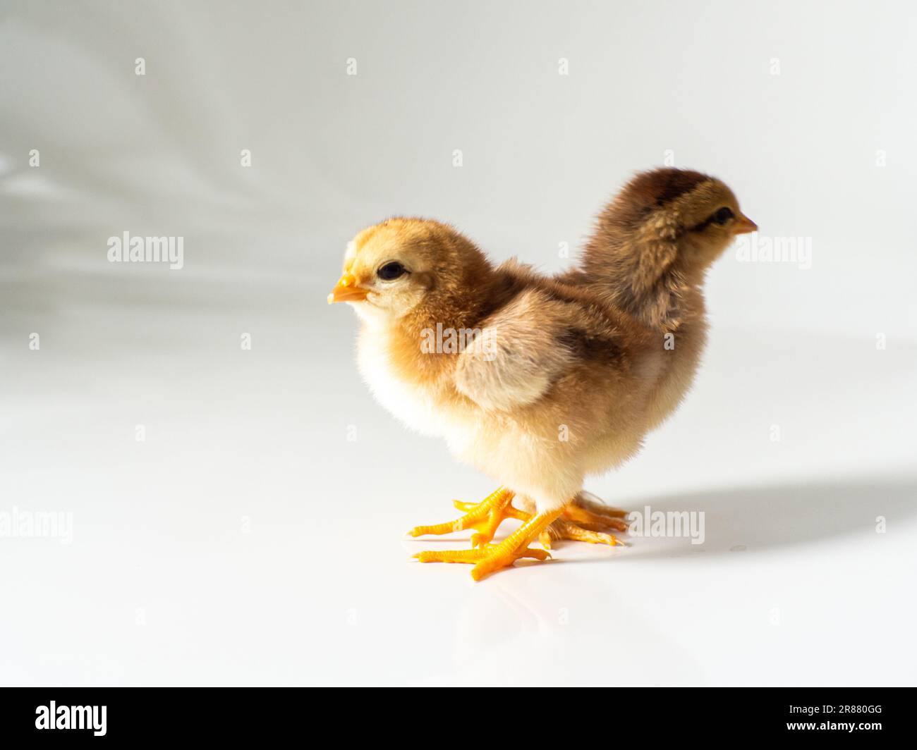 Tiny broiler chickens hi-res stock photography and images - Alamy