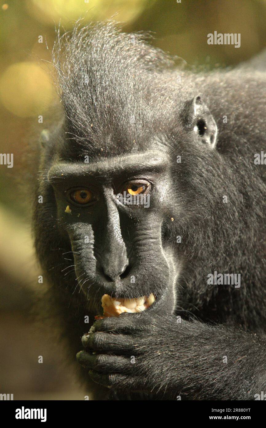 Primate facial feature hi-res stock photography and images - Alamy