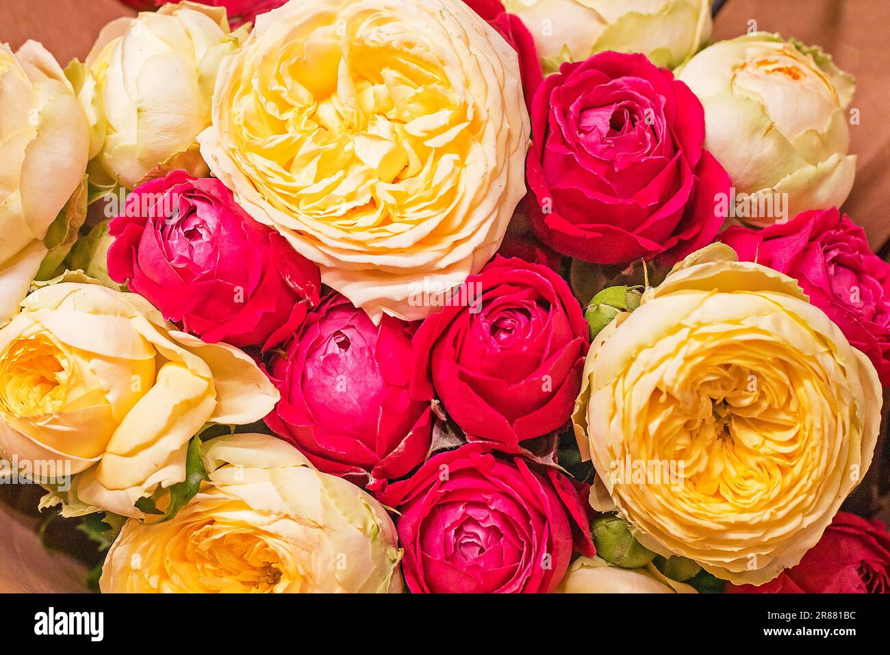 Radiant roses hi-res stock photography and images - Alamy