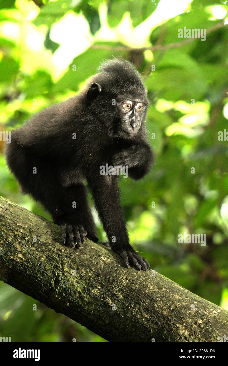 Dead bodies in the forest hi-res stock photography and images - Alamy