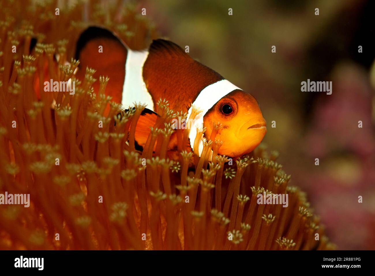 Reef aquarium hi-res stock photography and images - Alamy