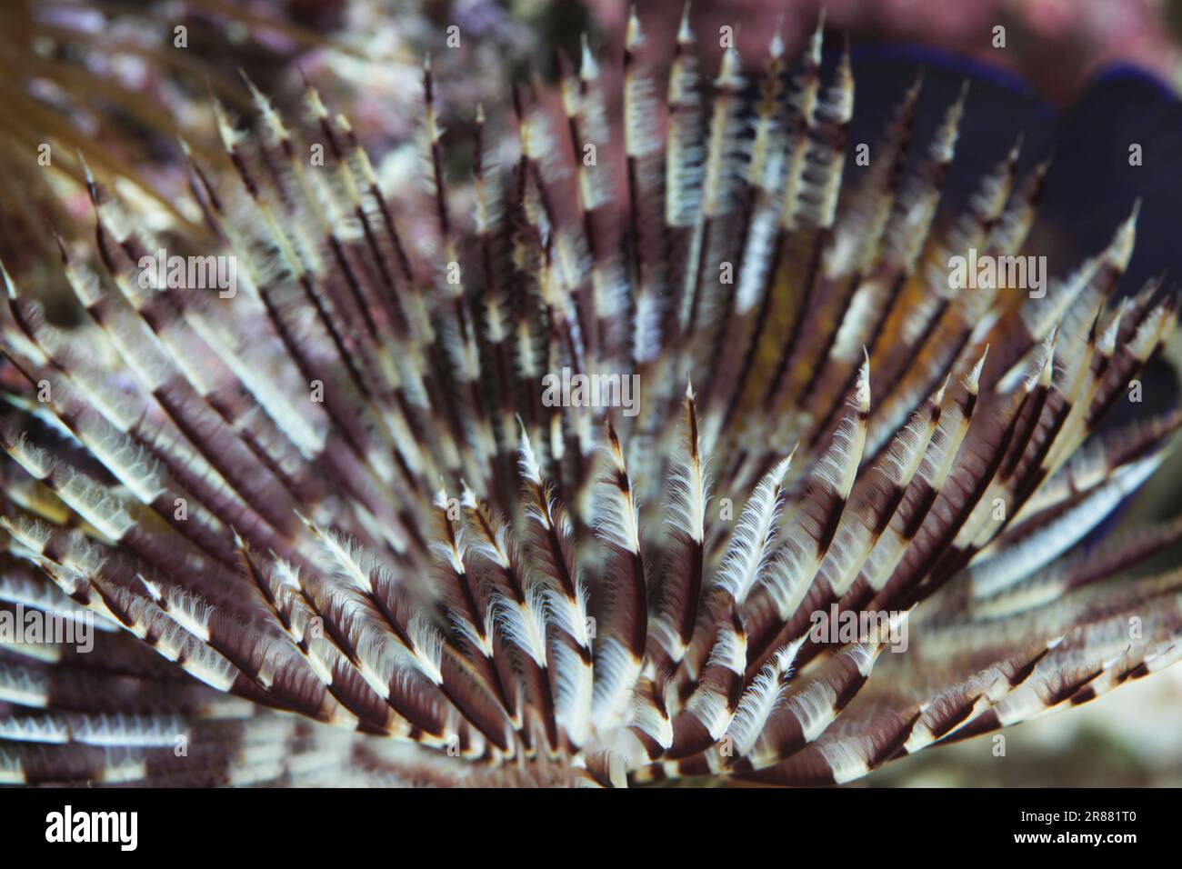 Detail shot of Feather duster worm [ Sabellidae ] in marine reef ...