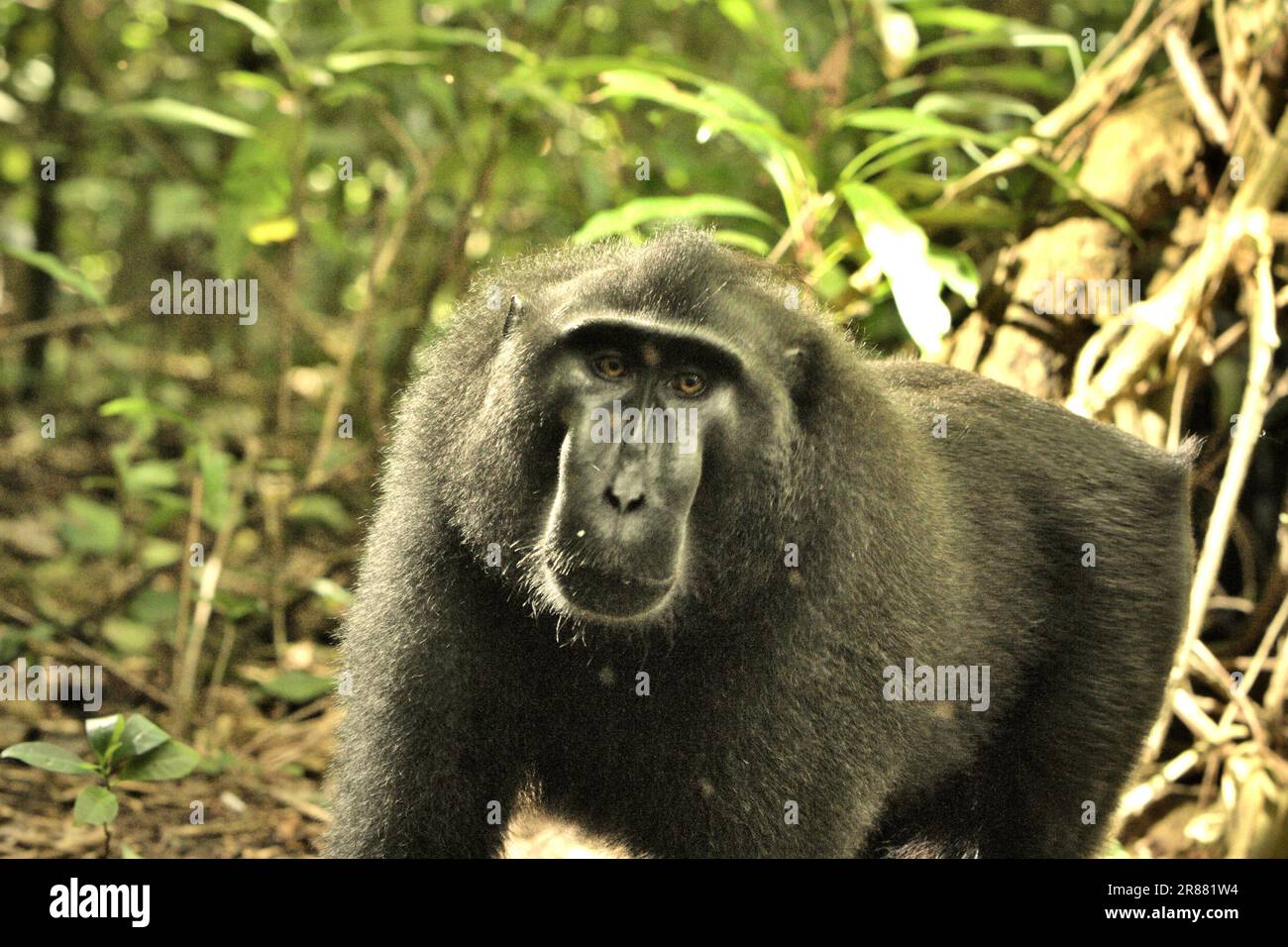 Portrait of a Sulawesi crested macaque (Macaca nigra) in Tangkoko ...