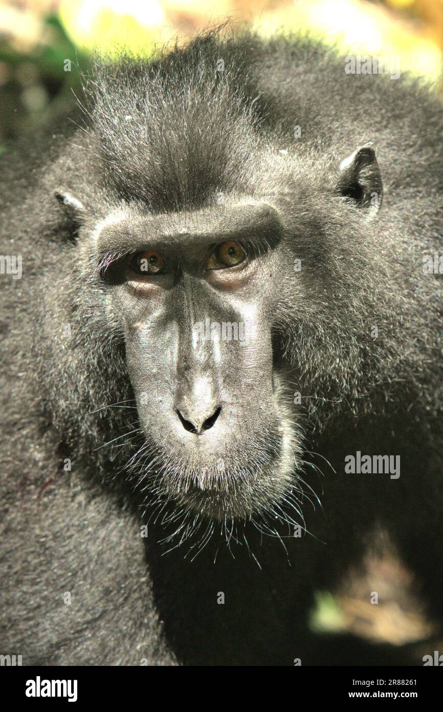 Macaque facial characteristics hi-res stock photography and images - Alamy