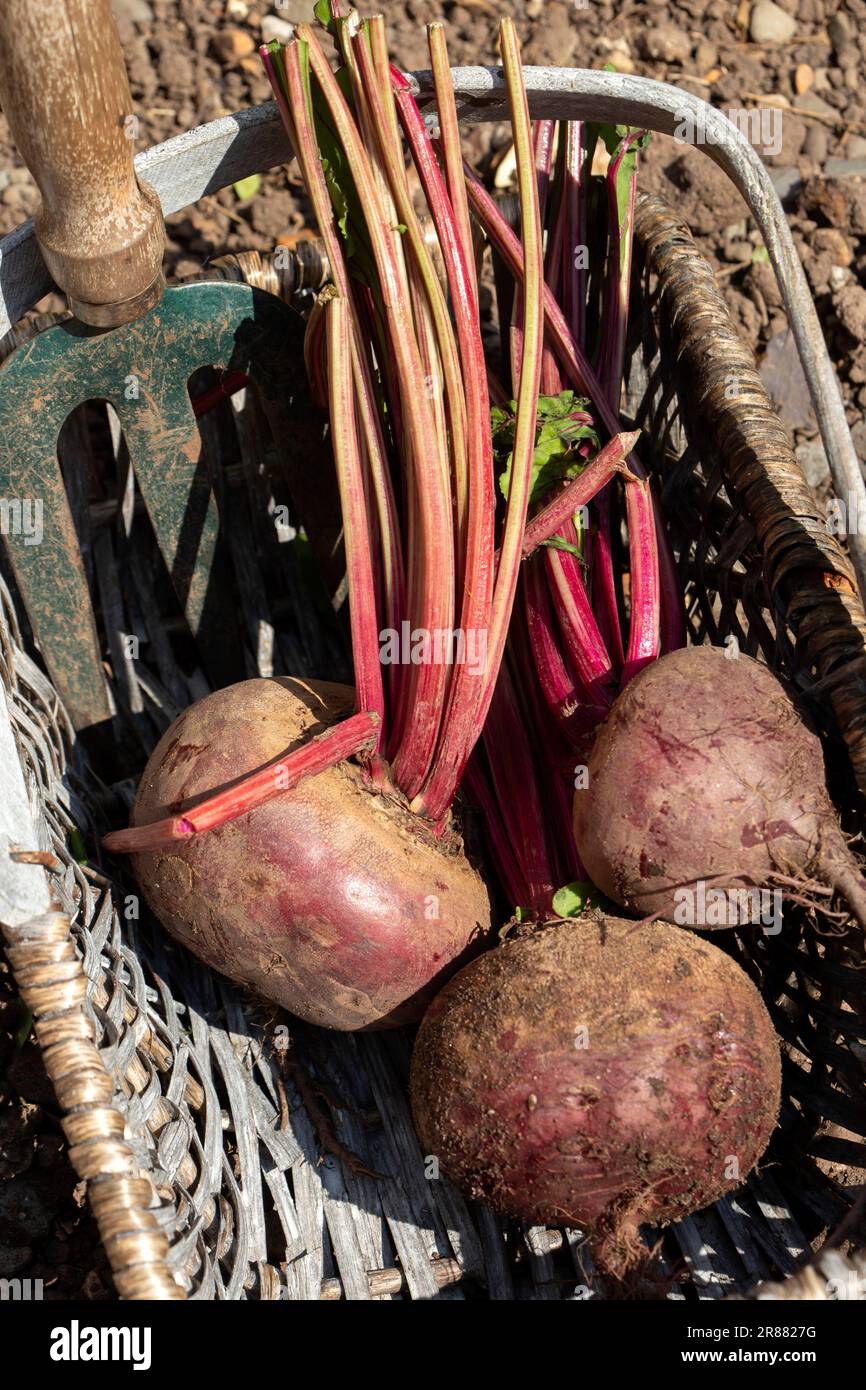 Beetroot freshly picked in a trug basket on a garden vegetable plot ...