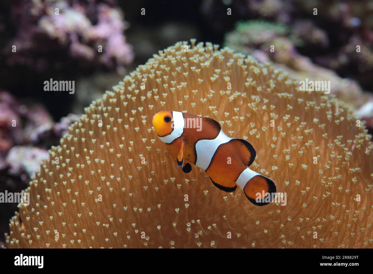 Percula clownfish [ Amphiprion percula ] on Leather coral in marine ...