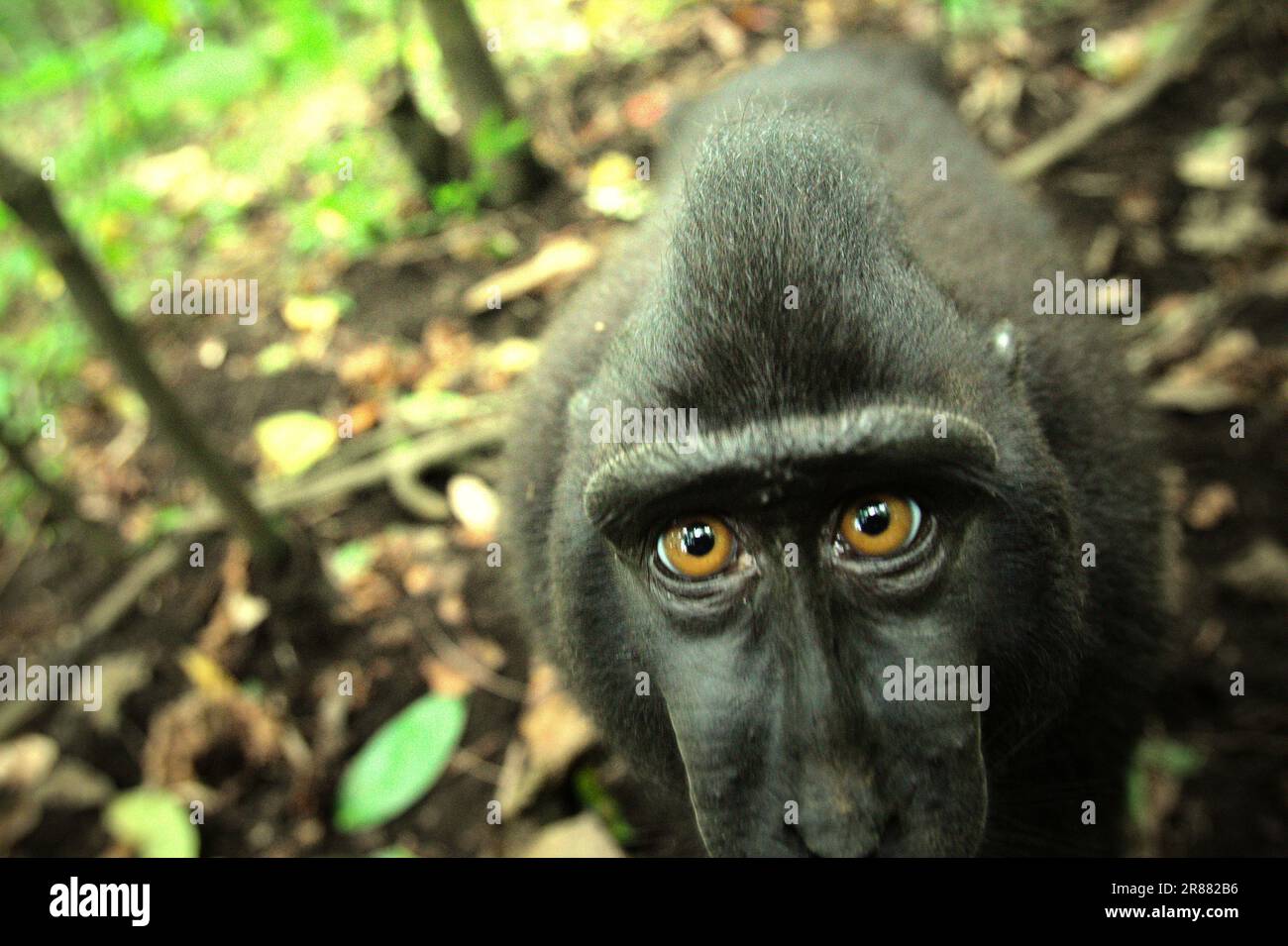 A Sulawesi black-crested macaque (Macaca nigra) is curiously looking ...