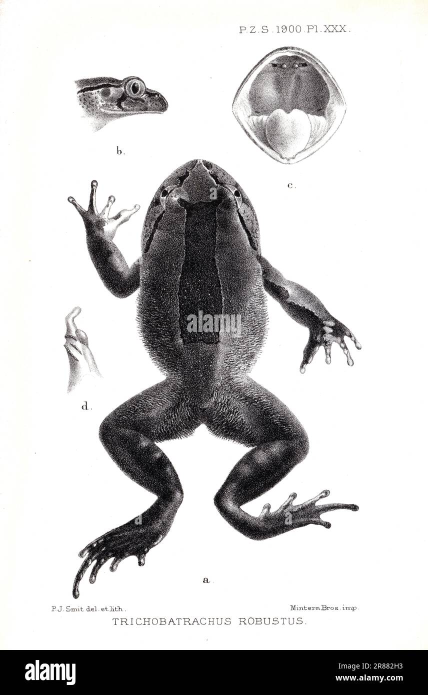 Tricobatrachus robustus hi-res stock photography and images - Alamy