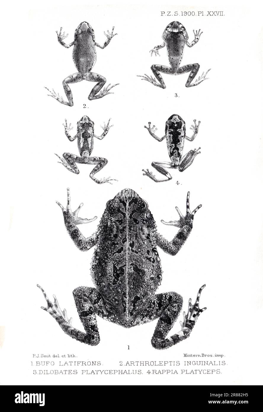 Arthroleptis inguinalis hi-res stock photography and images - Alamy