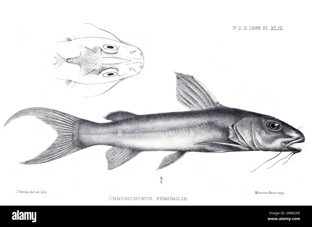 Golden nile catfish hi-res stock photography and images - Alamy