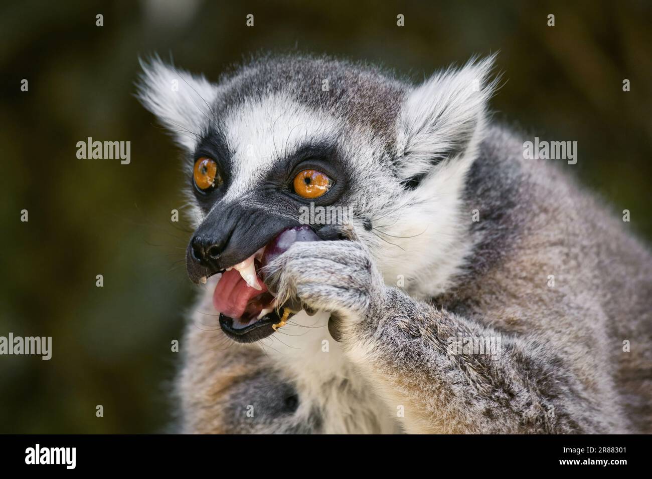 Close-up head-shot portrait of a ring-tailed lemur with furry ears ...