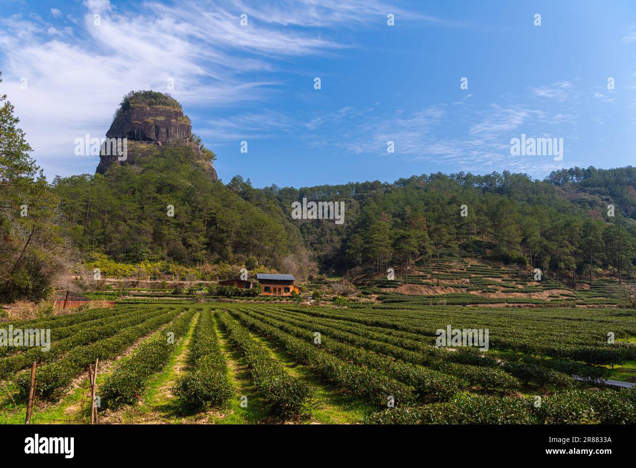 Tea farming on the top of the rock. Landscape of the tea plantations in ...