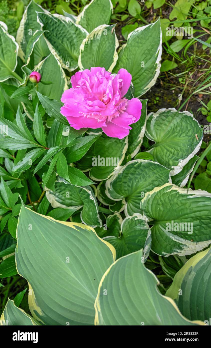 Pink Princess Margaret peony flower on green leaves background on a ...