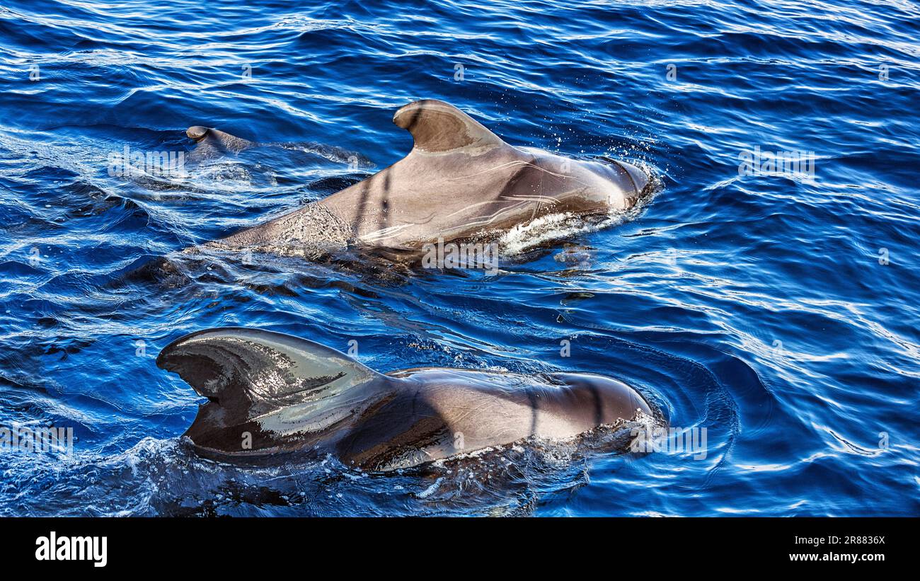 Pilot whale (Globicephala), group with young, swimming on water surface ...