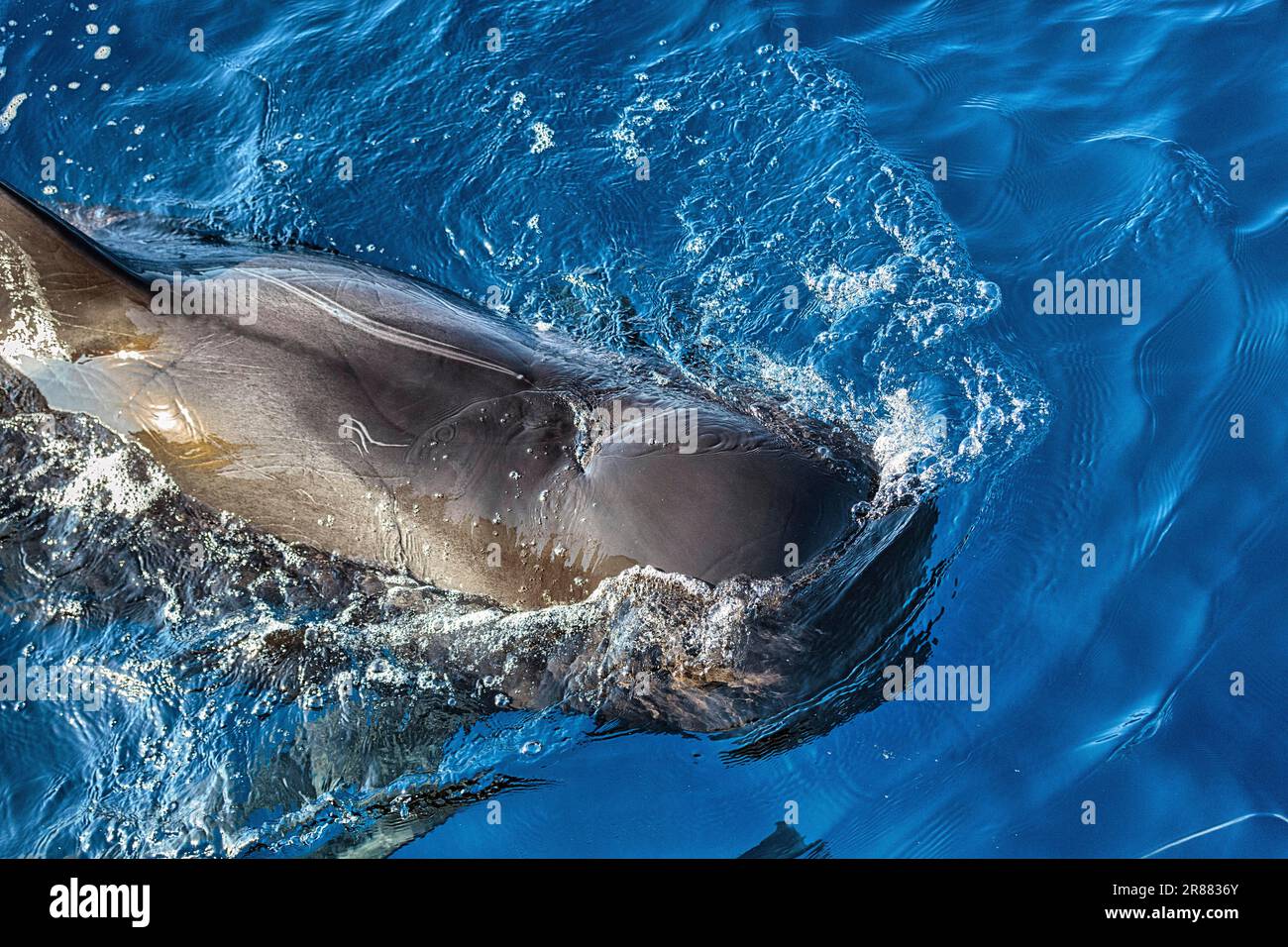 Pilot whale (Globicephala), swimming on the surface, whale watching ...