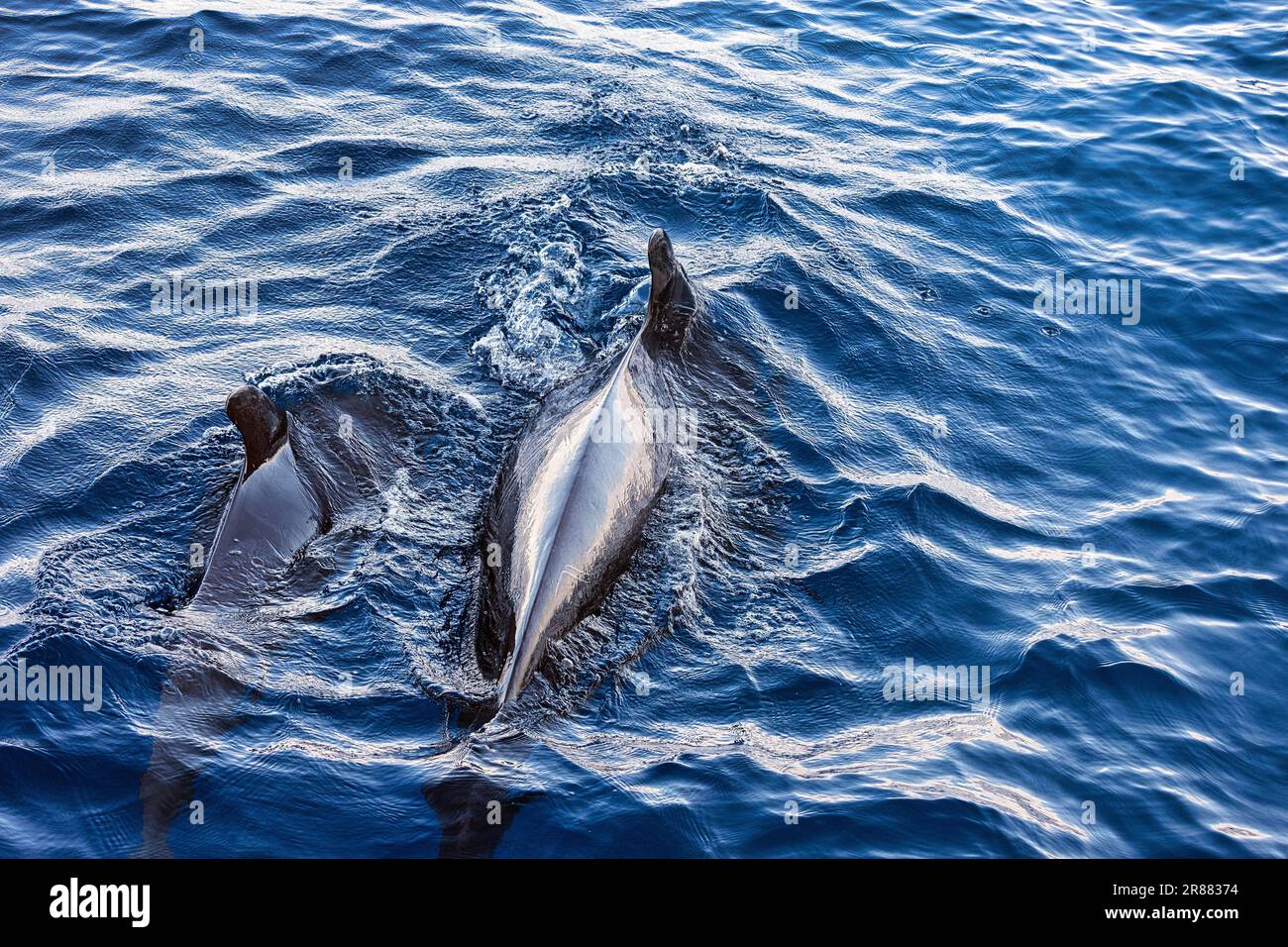 Two pilot whales (Globicephala), adult with juvenile, swimming on the ...
