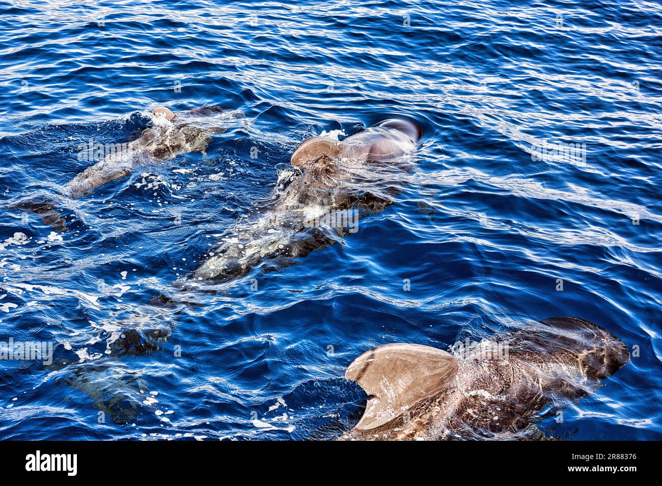 Pilot whale (Globicephala), group with young, swimming on water surface ...