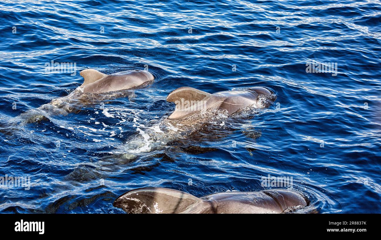 Pilot whale (Globicephala), group with young, swimming on water surface ...