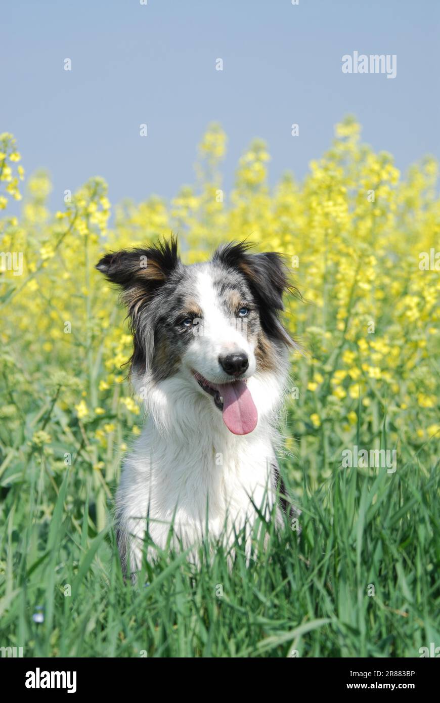 Border Collie, blue-merle, bitch, sitting in front of a bright yellow ...