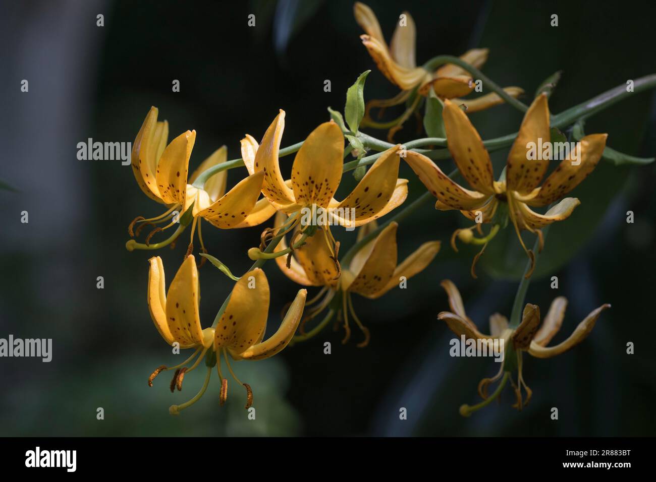 Lilium hansonii korean lily hi-res stock photography and images - Alamy