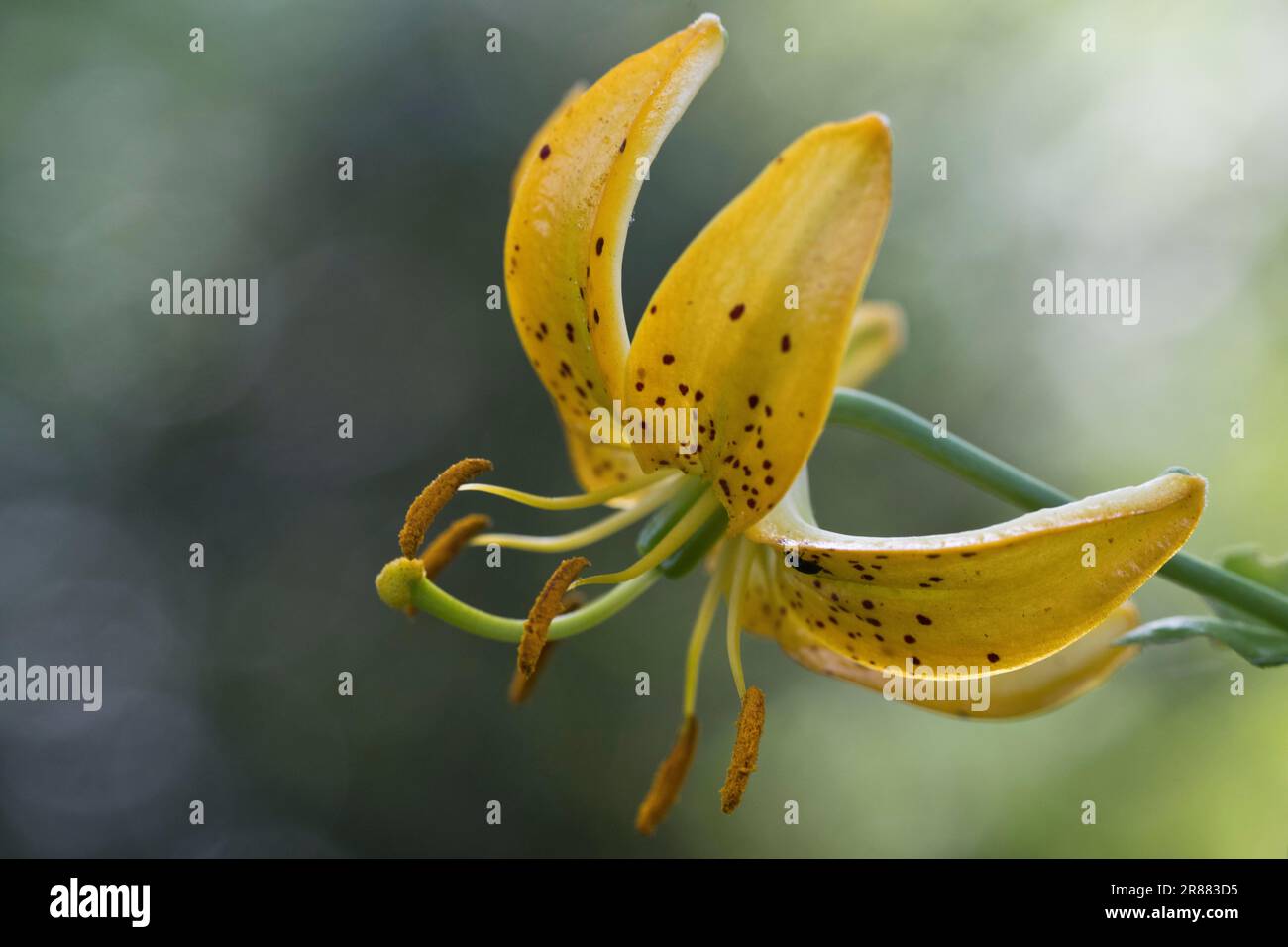 Korean Turk's-bane (Lilium hansonii), Emsland, Lower Saxony, Germany ...