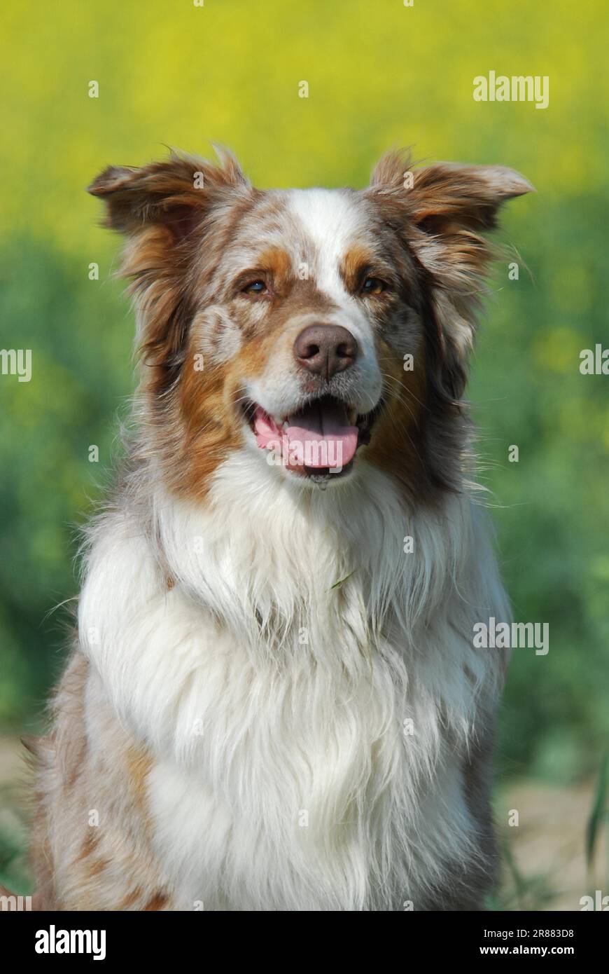 Australian Shepherd, red-merle, male, portrait in front of a yellow ...