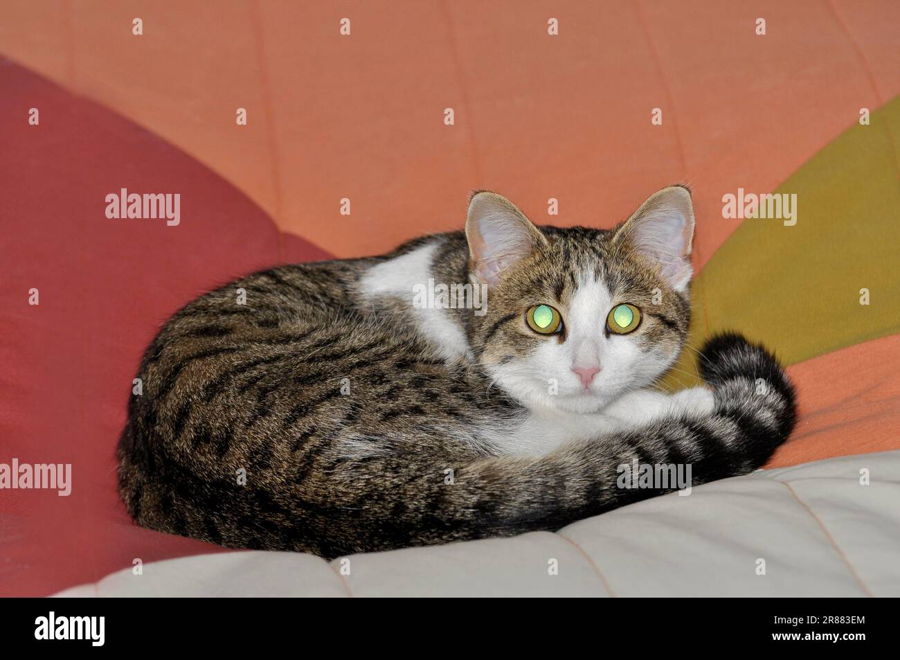 Large pupils hi-res stock photography and images - Alamy